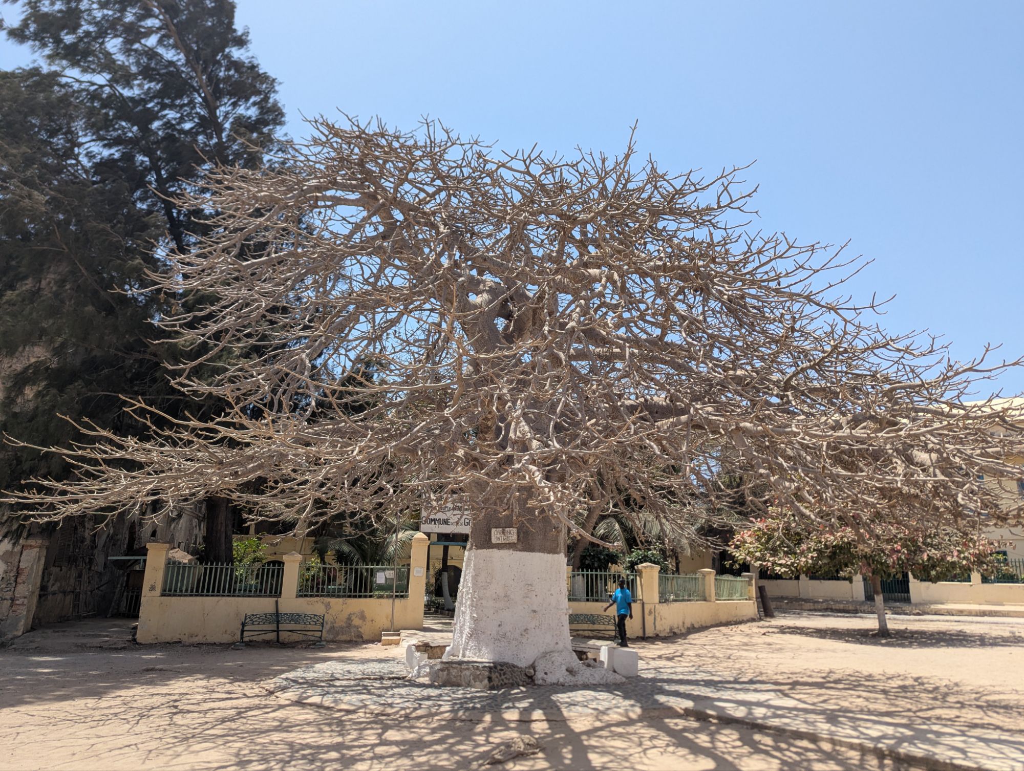 From Desert to Baobab: A Worldschooler’s Journey Through Senegal’s ...